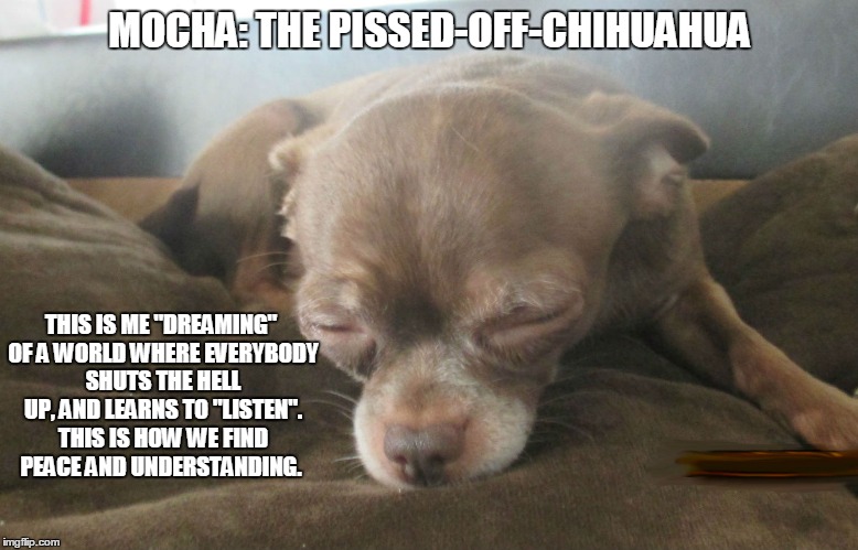 Mocha: The Pissed-Off-Chihuahua - Imgflip