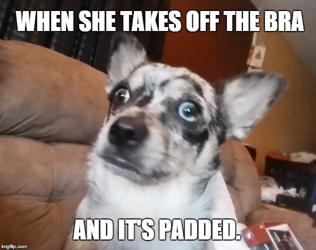 Image tagged in babydog2 - Imgflip