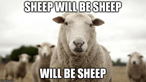 Sheep - Imgflip