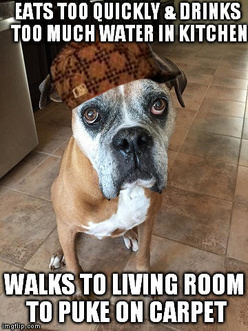 My Dog, The Scumbag - Imgflip