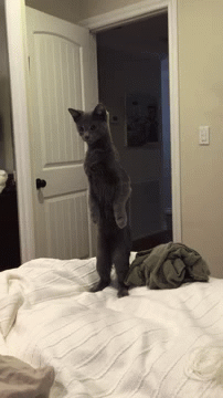 Surveillance Cat checking perimeter. All clear. - Imgflip