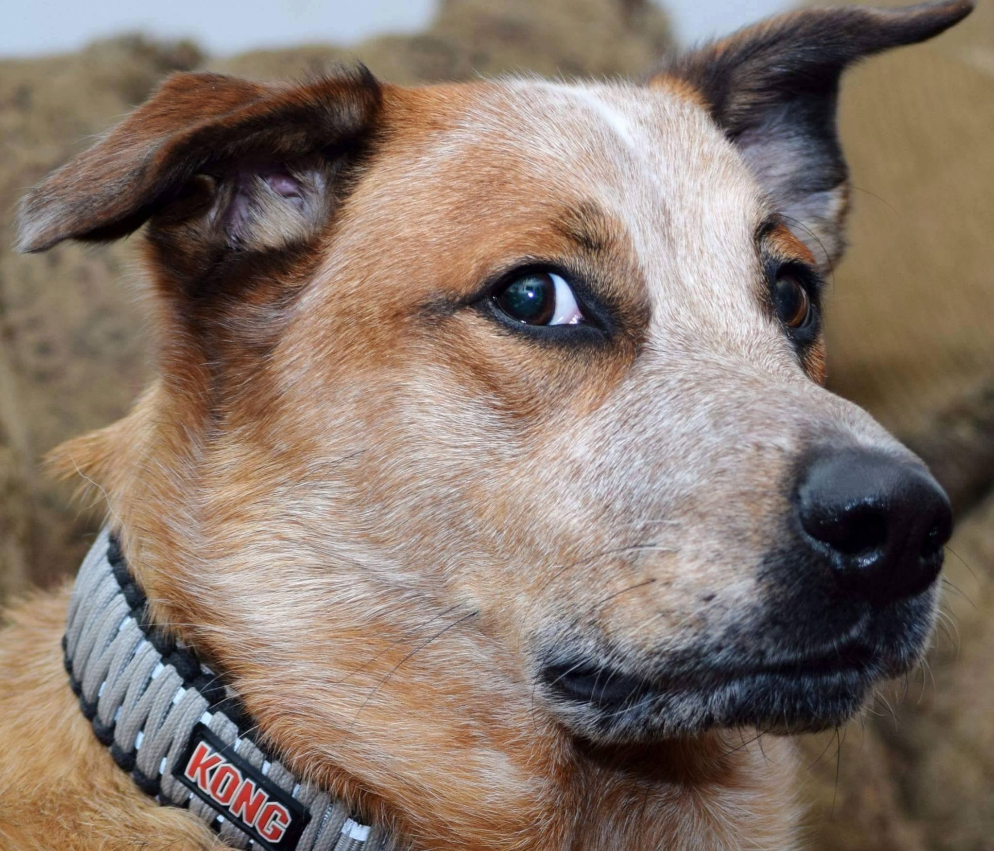 Wtf Dog Blank Template Imgflip