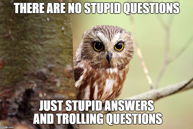 Image tagged in advice owl - Imgflip