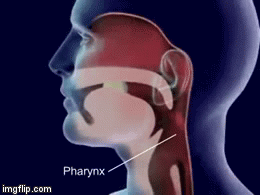 Digestive system 2 - Imgflip
