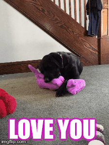 Black lab love - Imgflip