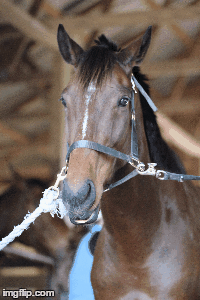 Animated GIF - Imgflip