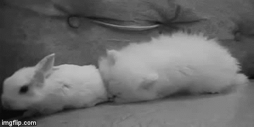 Don't sniff the bunny....I don't know what you're talking about it wasn ...