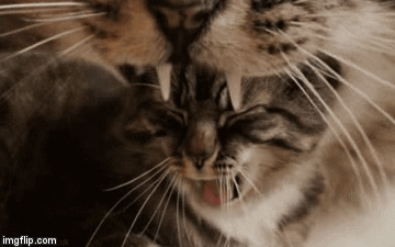 It's a cat eat cat eat cat........gif - Imgflip