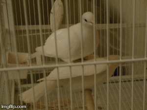 Birdie hop on top - Imgflip