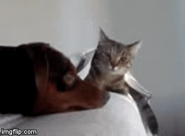 My cat nodding @ my dog - Imgflip